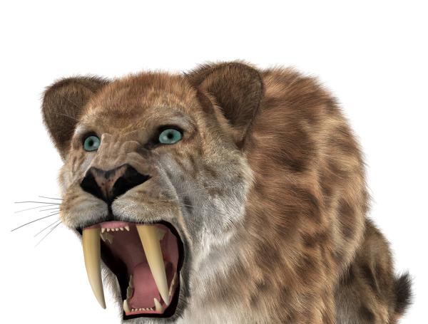 Descubren dos nuevas especies de tigre dientes de sable en Sudáfrica