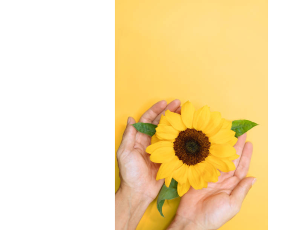 ¿Por qué se regalan flores amarillas el 21 de septiembre? Historia de ...