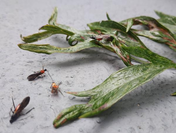 Jardín Botánico: El insecto que tiene en estado crítico a los árboles ...
