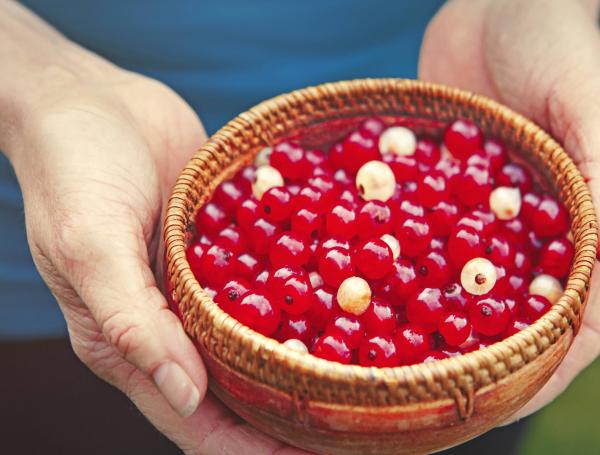 Té de grosellas: una infusión con propiedades para reducir el colesterol