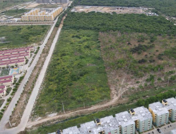 Bosques urbanos, la apuesta de Barranquilla para combatir el cambio ...