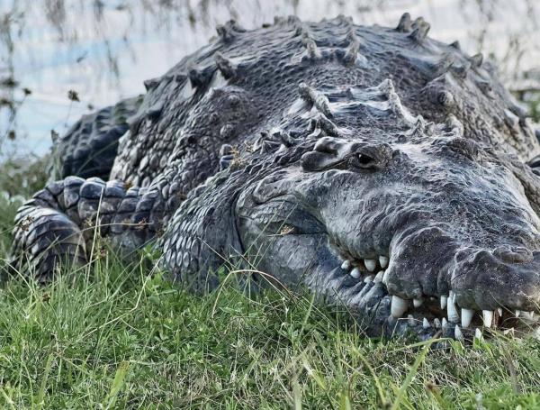 Croczilla, el cocodrilo de 4 metros que se volvió una celebridad en Florida