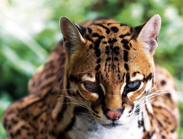 Especies en peligro encuentran refugio en Cota