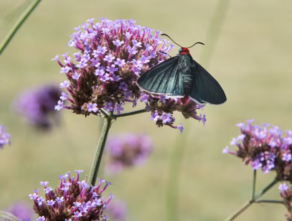 Las 10 plantas que llenarán de mariposas su jardín