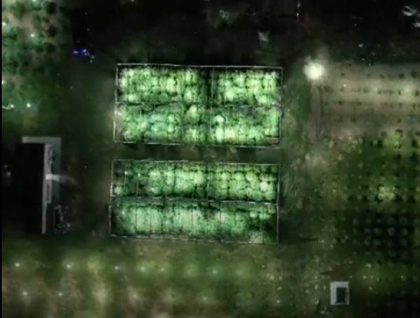 Argentina: descubren vivero de marihuana del tamaño de ocho canchas de fútbol