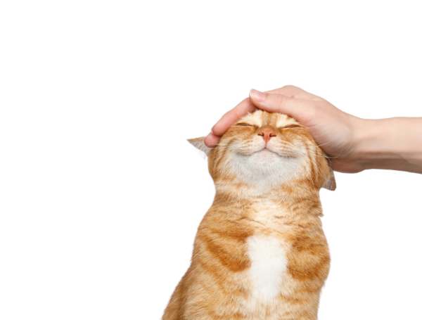 El misterio del ronroneo en gatos: científicos explican por qué los ...