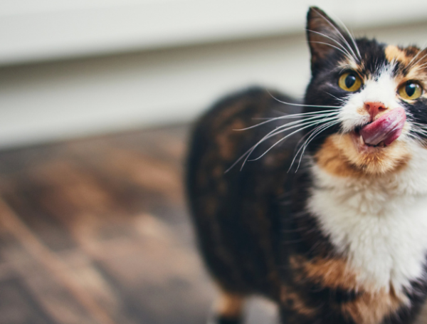 Gatos calicó: ¿por qué la mayoría de gatos de tres colores en su pelaje ...
