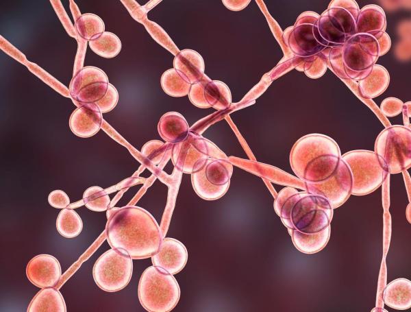 Candidiasis en hombres: cómo aparece la infección que causa comezón y ...