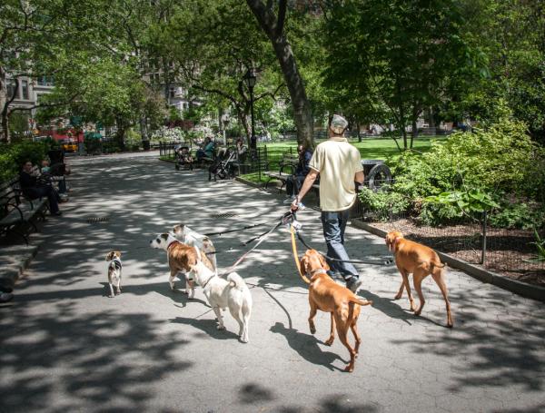 Parques de Bogotá adecuados para pasear cómodamente con su perro
