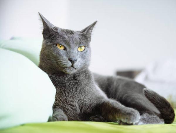 Estas son las 10 razas de gatos más lindas, según un estudio