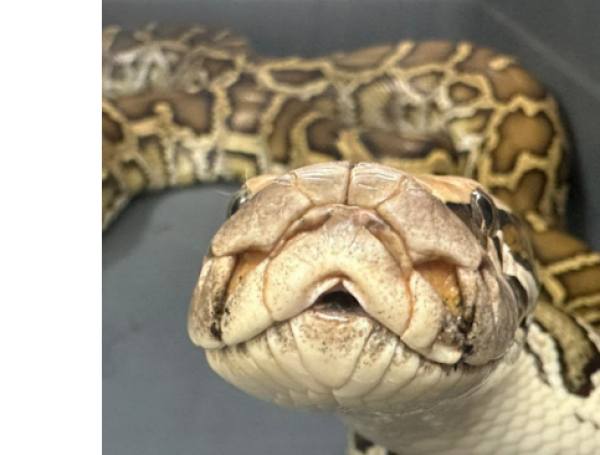 Pitón de Birmania fue encontrada en cautiverio en Valle del Cauca