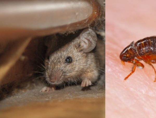 ¿Qué es la peste bubónica y qué síntomas da?