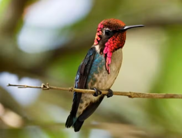 Colibrí abeja: así es la especie de ave más pequeña del mundo que mide ...