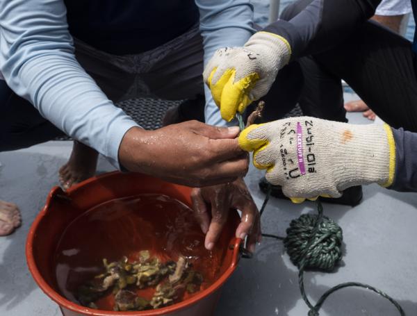 Un millón de corales: así logró Colombia marcar un hito global por la ...