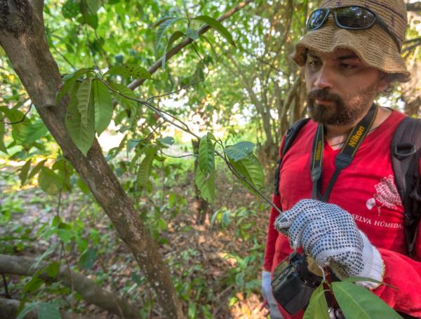 ‘Magoniella chersina’, la nueva especie de liana descrita por ...