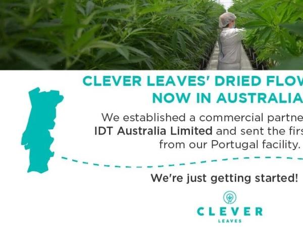 Incendio en Clever Leaves, productora de cannabis, en Pesca, Boyacá: se ...