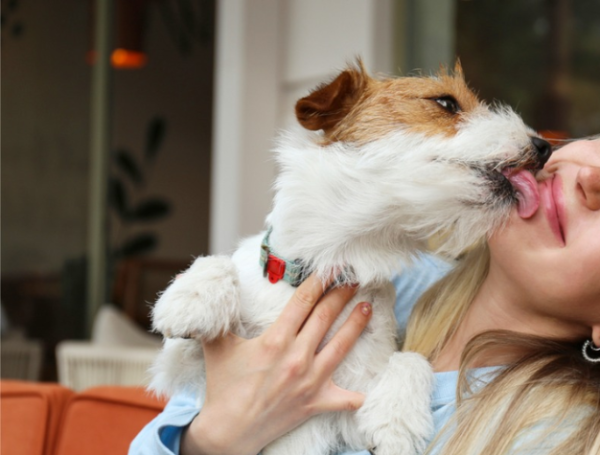 ¿Pueden comunicarse los perros a través de los teclados de botones? Un ...