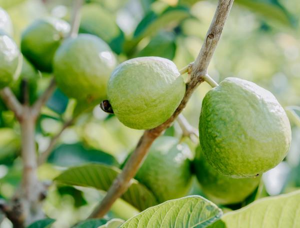 El poder del agua de guayaba con canela: para qué sirve esta tradicional infusión y su efecto en ...