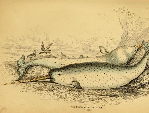 Tras el colmillo del narval: los secretos que esconden estas peculiares ballenas