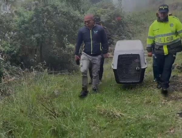 Hallaron un oso perezoso en un cultivo de papa en Sibaté, Cundinamarca ...