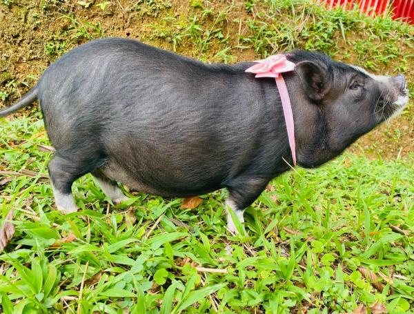 Lo que hay detrás de la comercialización de los 'mini pigs' o cerdos ...