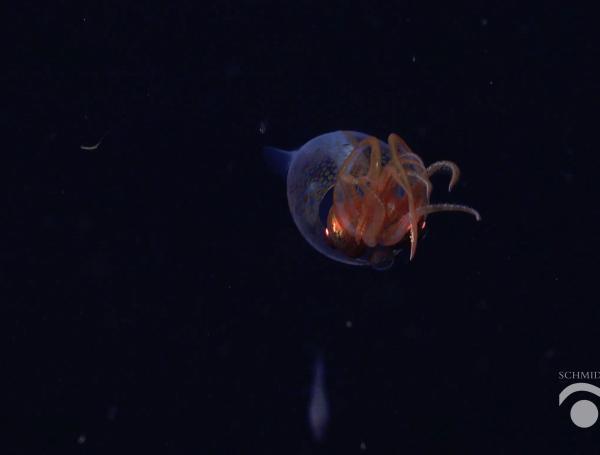 ¡Criatura legendaria a la vista! Así fue el primer avistamiento de un ...