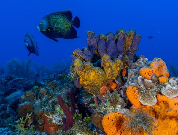 CoralTheca: El corto que retrata el esfuerzo de ‘la madre de los corales de Colombia’ por salvar ...