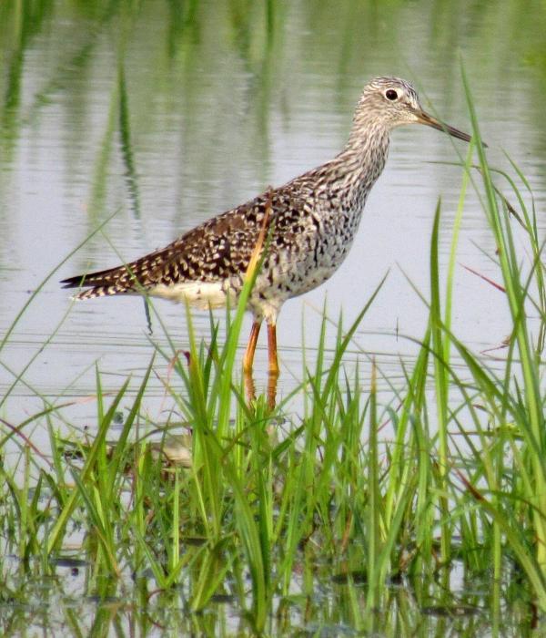 ¿Por qué los copetones están desapareciendo de Bogotá y la sabana?
