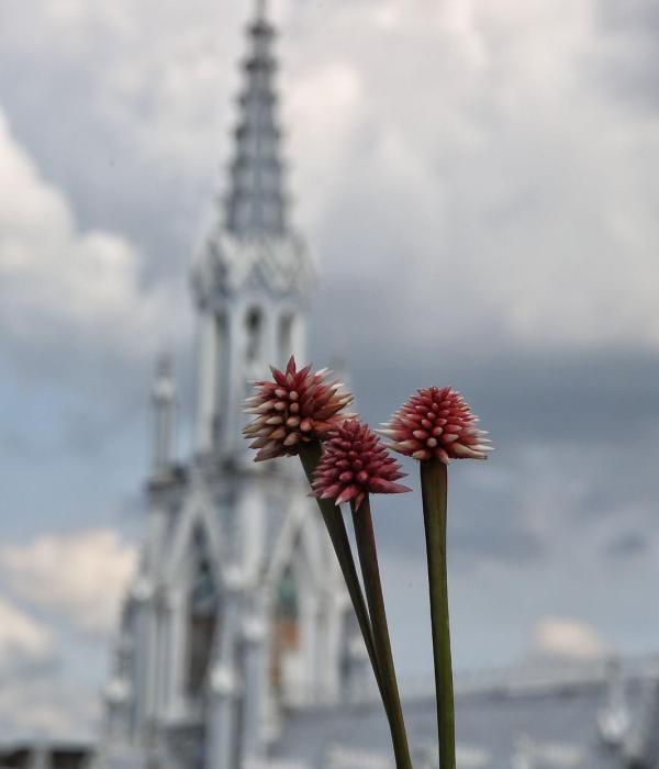 La flor de Inírida, un regalo que se inmortalizó ante el mundo en la COP16