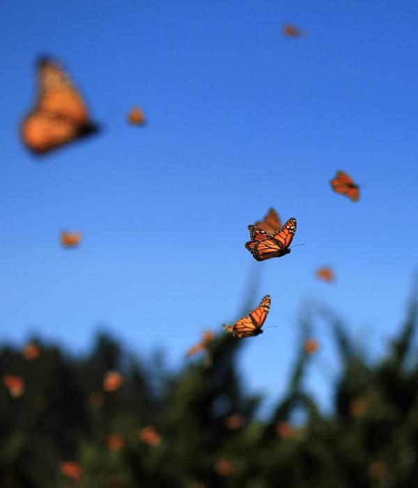 Científicos anuncian descubrimiento de una nueva mariposa endémica de ...