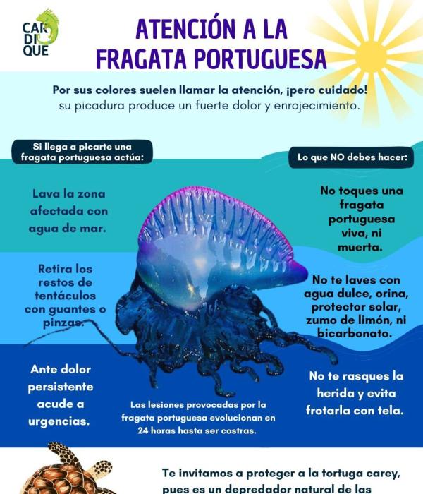 Coralina alerta por la llegada de fragata portuguesa a las playas de ...