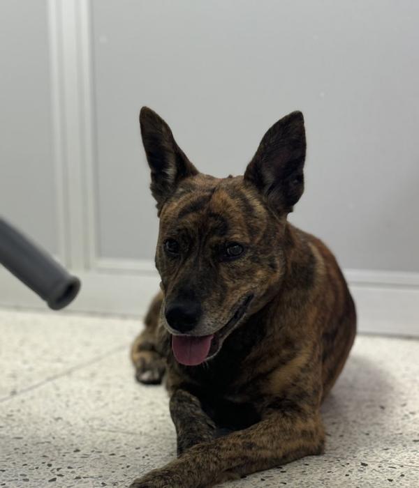 Medellín: Jack, el perro que acompaña a su dueño en una habitación del ...