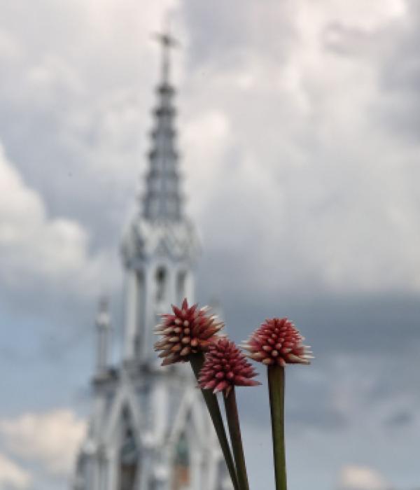 The Inirida flower, a gift to the world immortalized at COP16: story ...