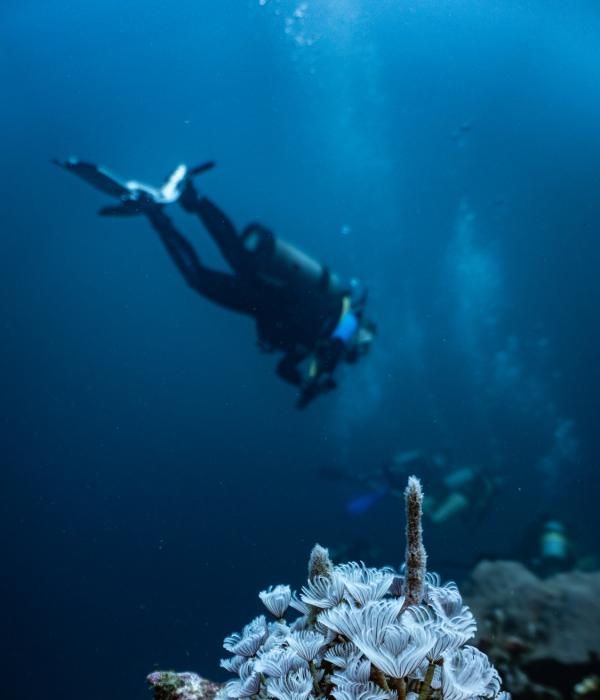 Coraltheca: el documental que se lanzó en la COP16 y busca la ...