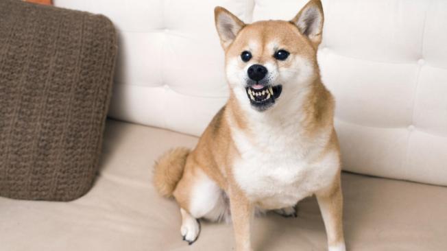 Las 4 señales de que su perro lo odia, aunque usted crea que no