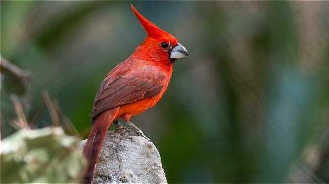 Aviario en isla Barú