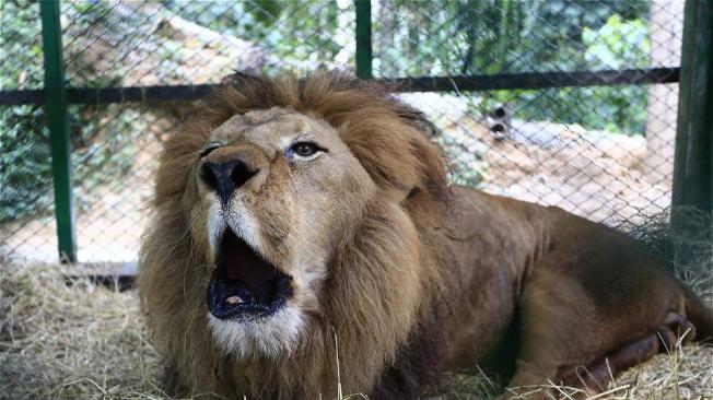 Leones: estas son algunas curiosidades de estos majestuosos felinos