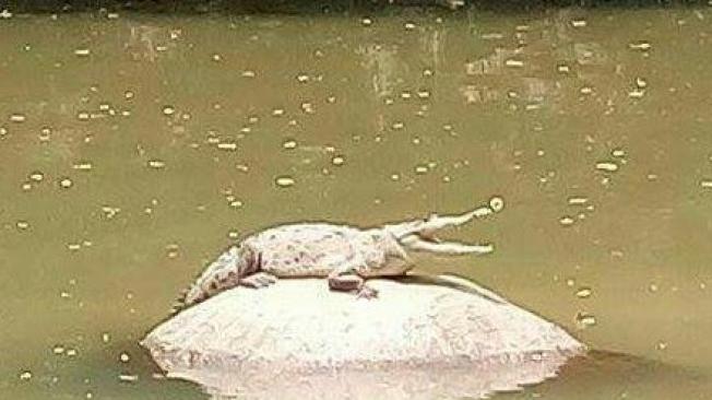 Aparece caiman del Magdalena en Neiva