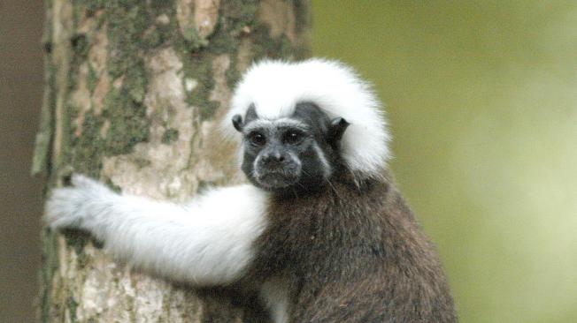 Las 10 increíbles especies que solo existen en Colombia
