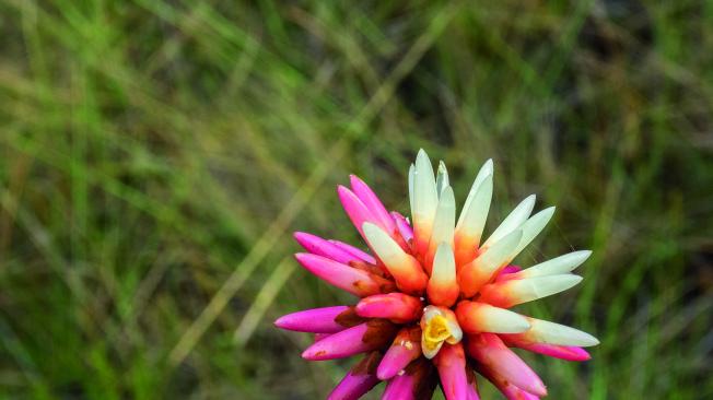 El Escudo Guayanés, las rocas más antiguas de Colombia