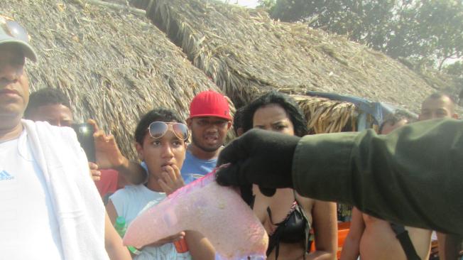 Fragata portuguesa en playas de Cartagena: autoridades alertan sobre ...