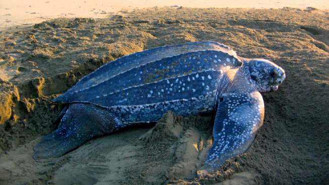 Antioquia: murió gigantesca tortuga caná por posible colisión con un barco