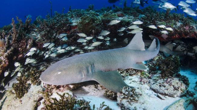 Hallan nuevas especies de corales y tiburones en la Serranilla