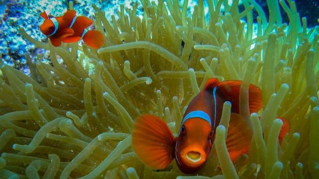 Enrique Fenollosa recorrió el mundo en su velero y está en Bogotá