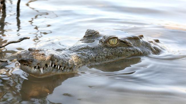 Florida: las 5 reglas sobre caimanes que la gente desconoce