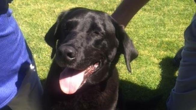 La perra labrador que salvó a un hombre de una condena de 50 años de ...