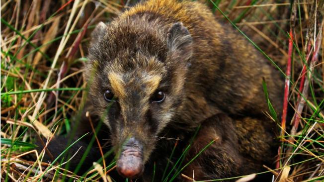 Crean un 'reloj' universal capaz de estimar la edad en todos los mamíferos