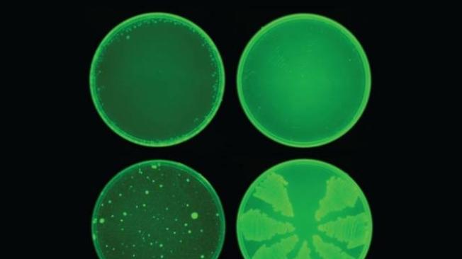 Descubren el más poderoso antibiótico conocido hasta ahora