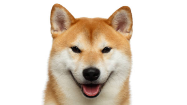 Estas son las razas de perro más antiguas del mundo