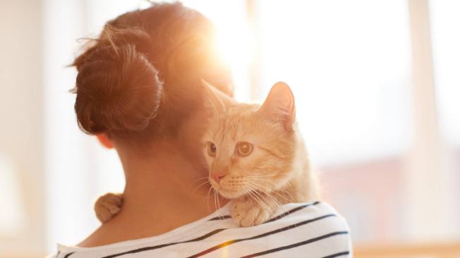 ¿Cómo demuestran amor los gatos?